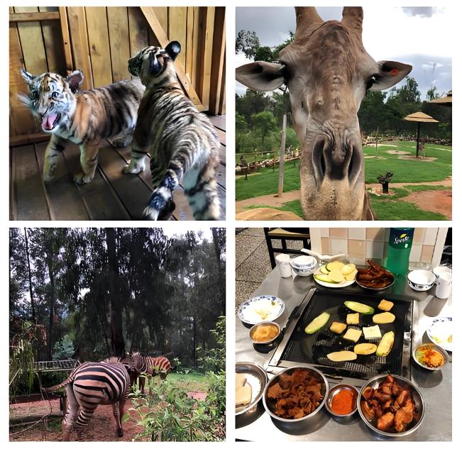 Yunnan Wild Animal Park: An Immersive Safari Experience in China’s ...